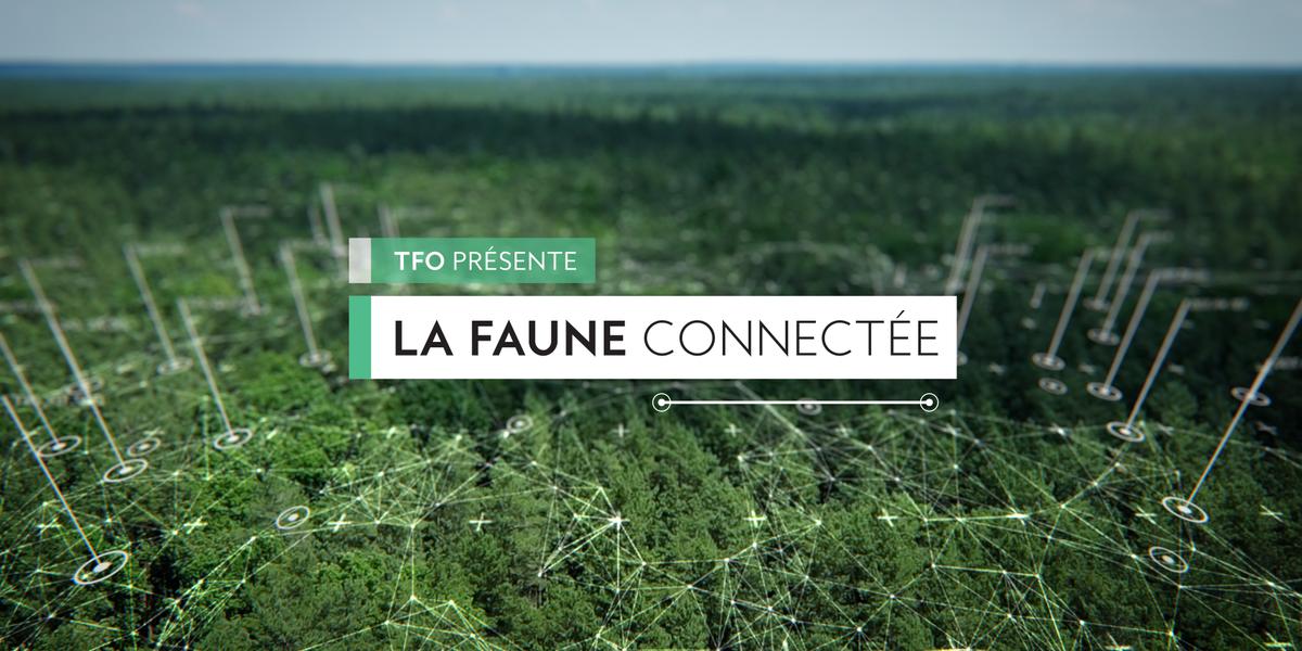 La faune connectée | TFO
