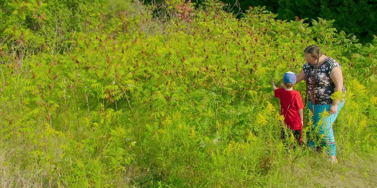 Les plantes médicinales | Les Métis : Notre culture, nos histoires | TFO